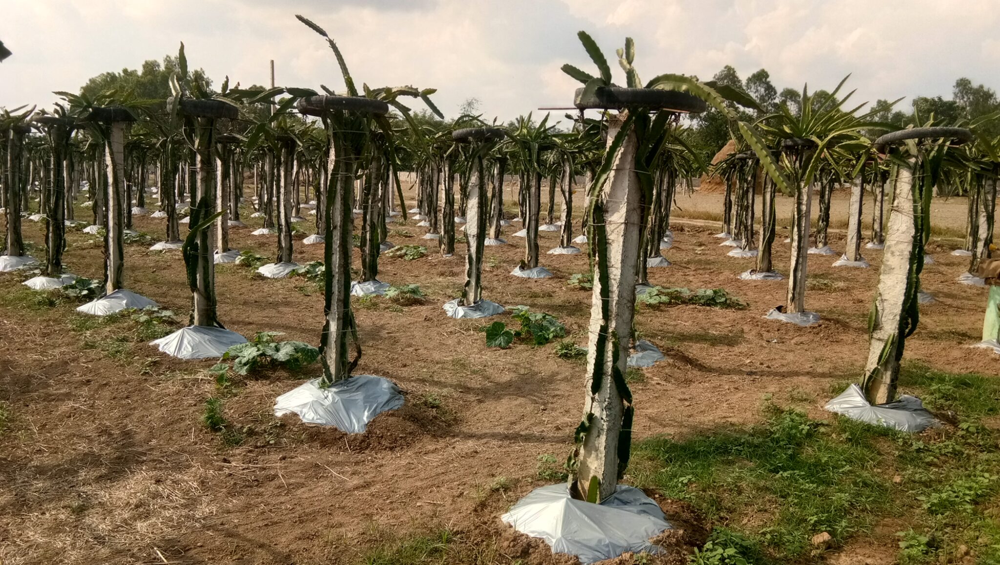 Plant Cell Wall: A Complex Framework for Plant Growth