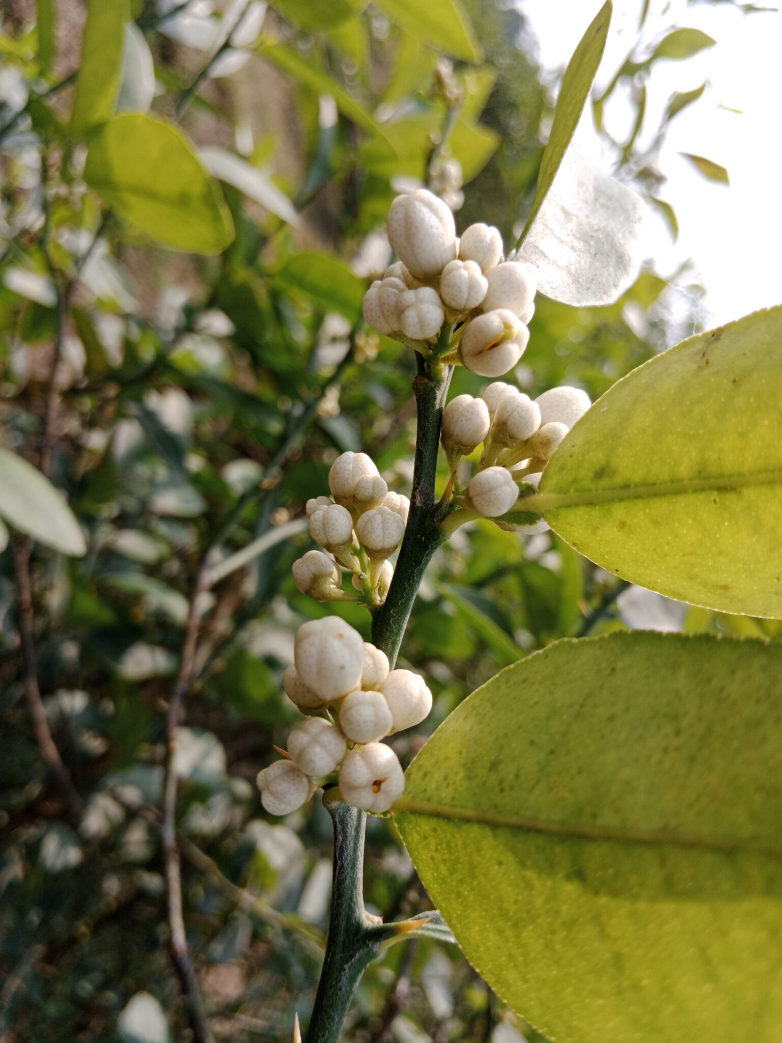 Lemon flower, when do lemon tree flower? Care of flowering.