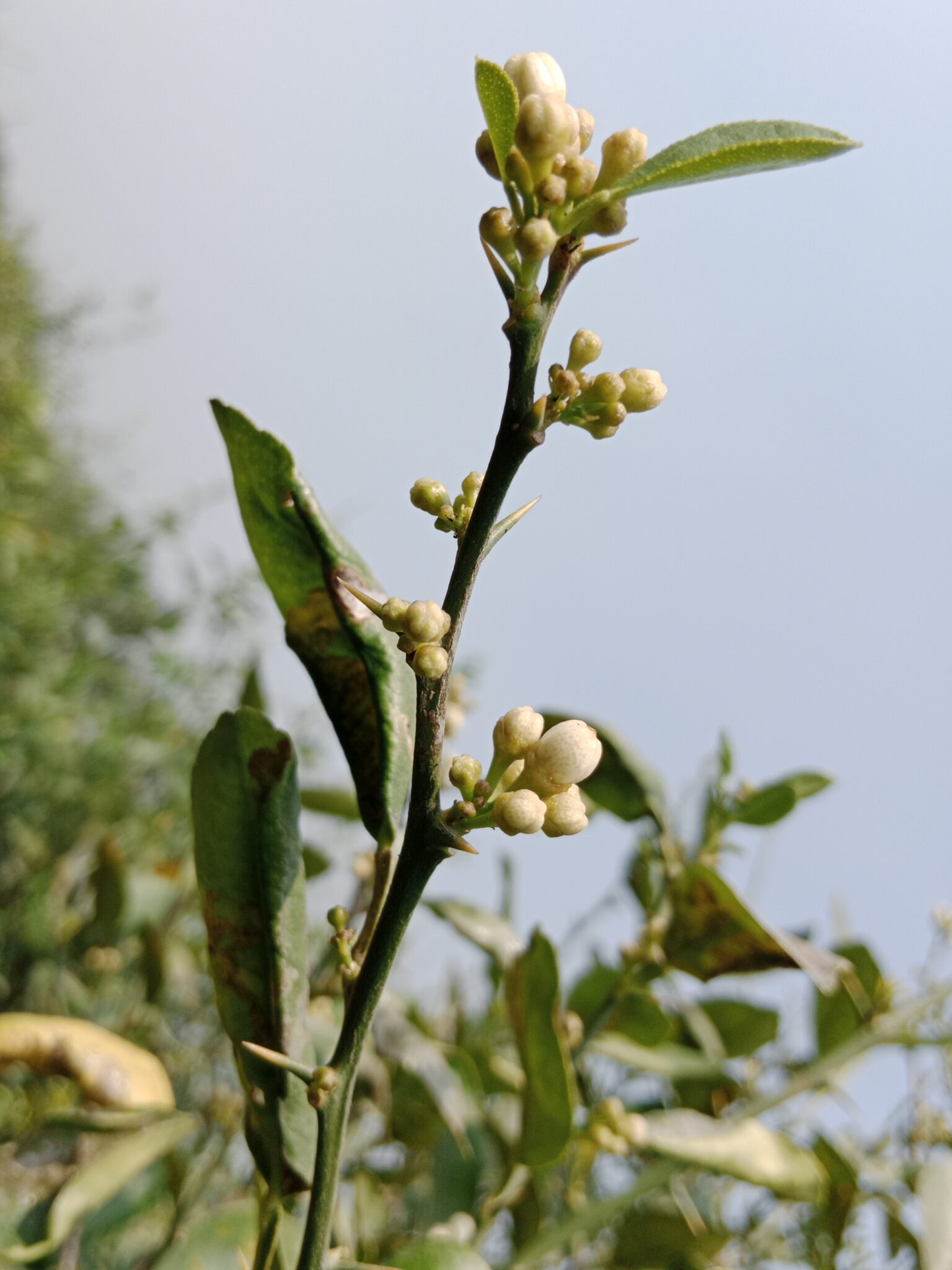Lemon flower, when do lemon tree flower? Care of flowering.