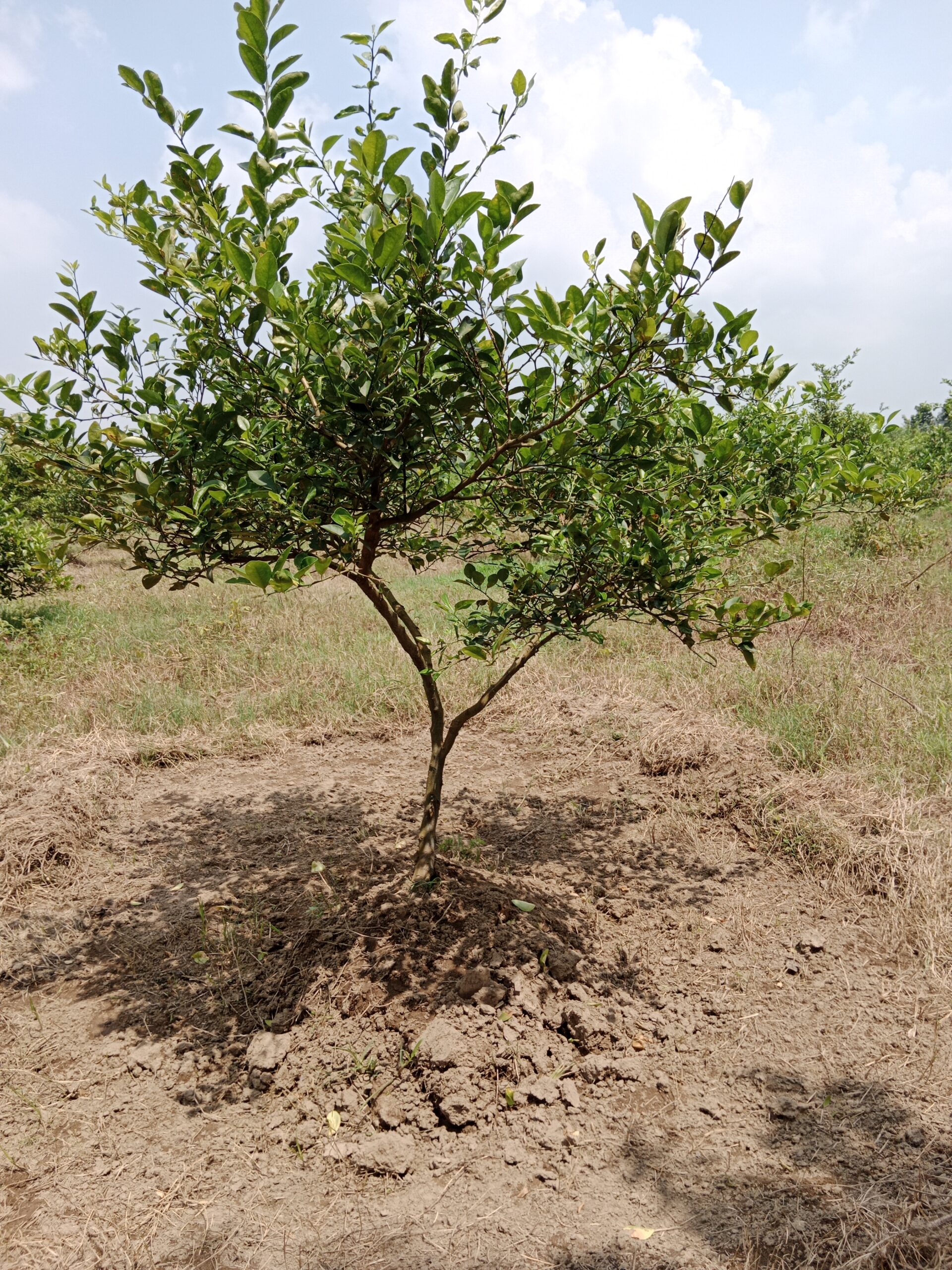 What are the Best Fertilizer to Grow Healthy Lemon Tree?