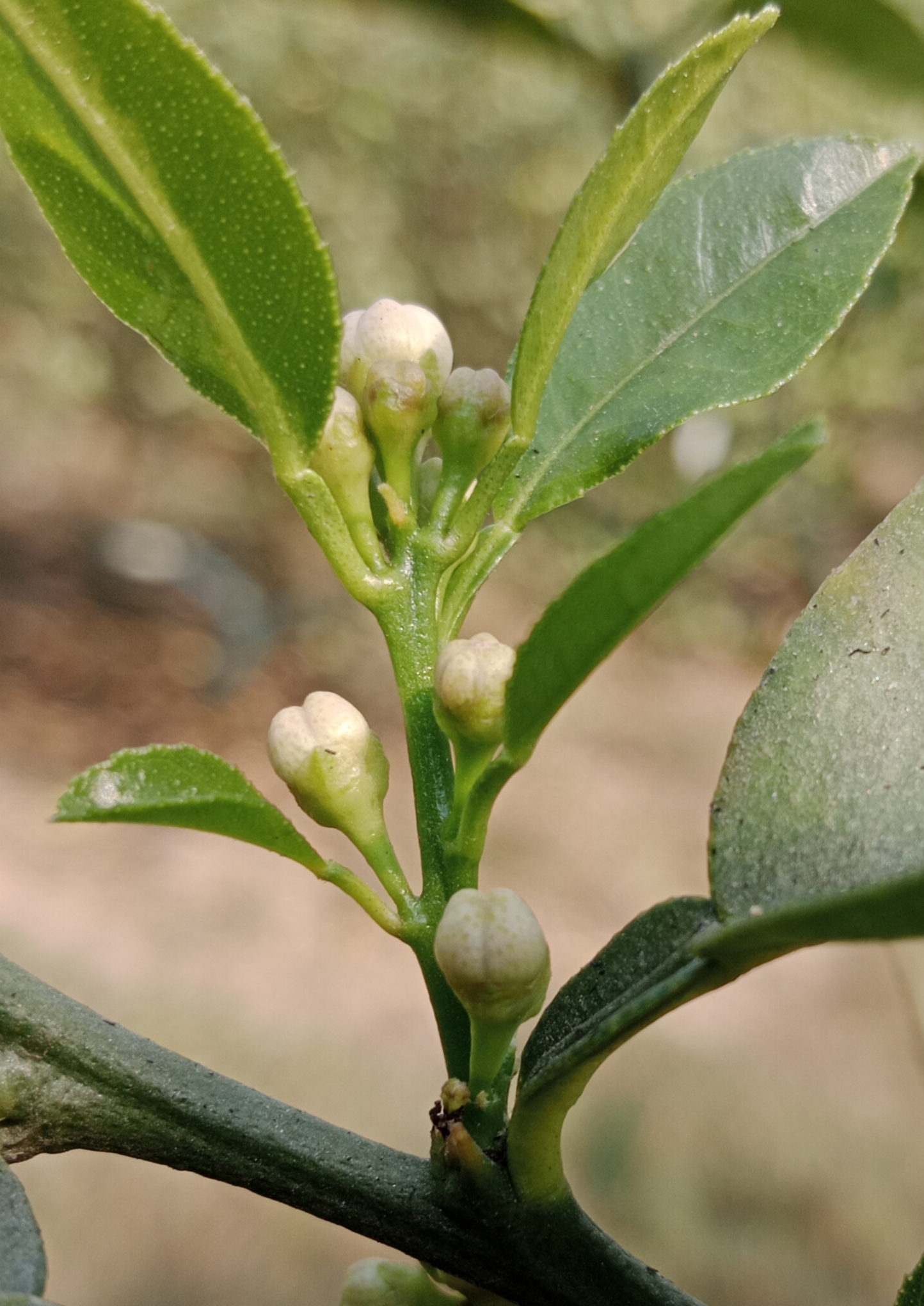 Lemon flower, when do lemon tree flower? Care of flowering.