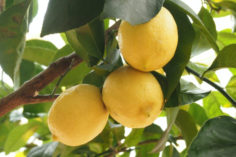 When is Lemon Season? Get Fresh Lemons.