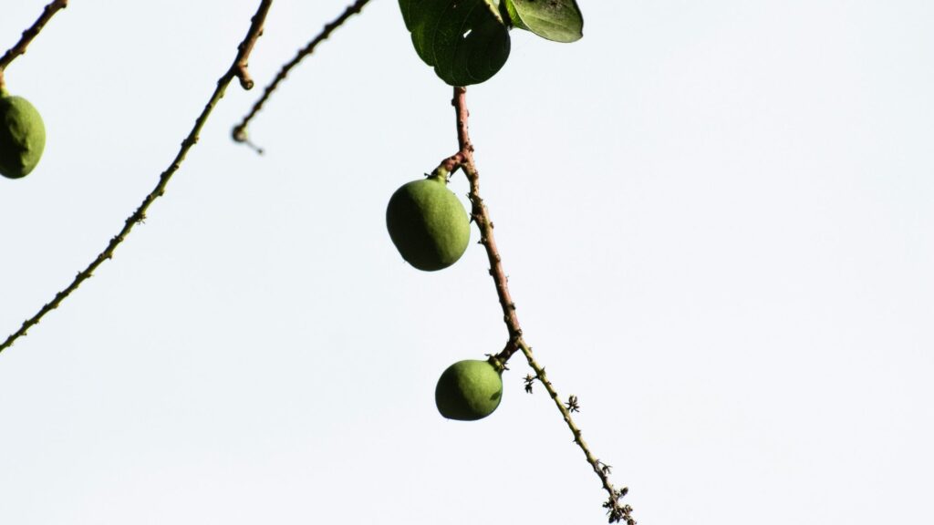 Mango flower, mango flowering season.