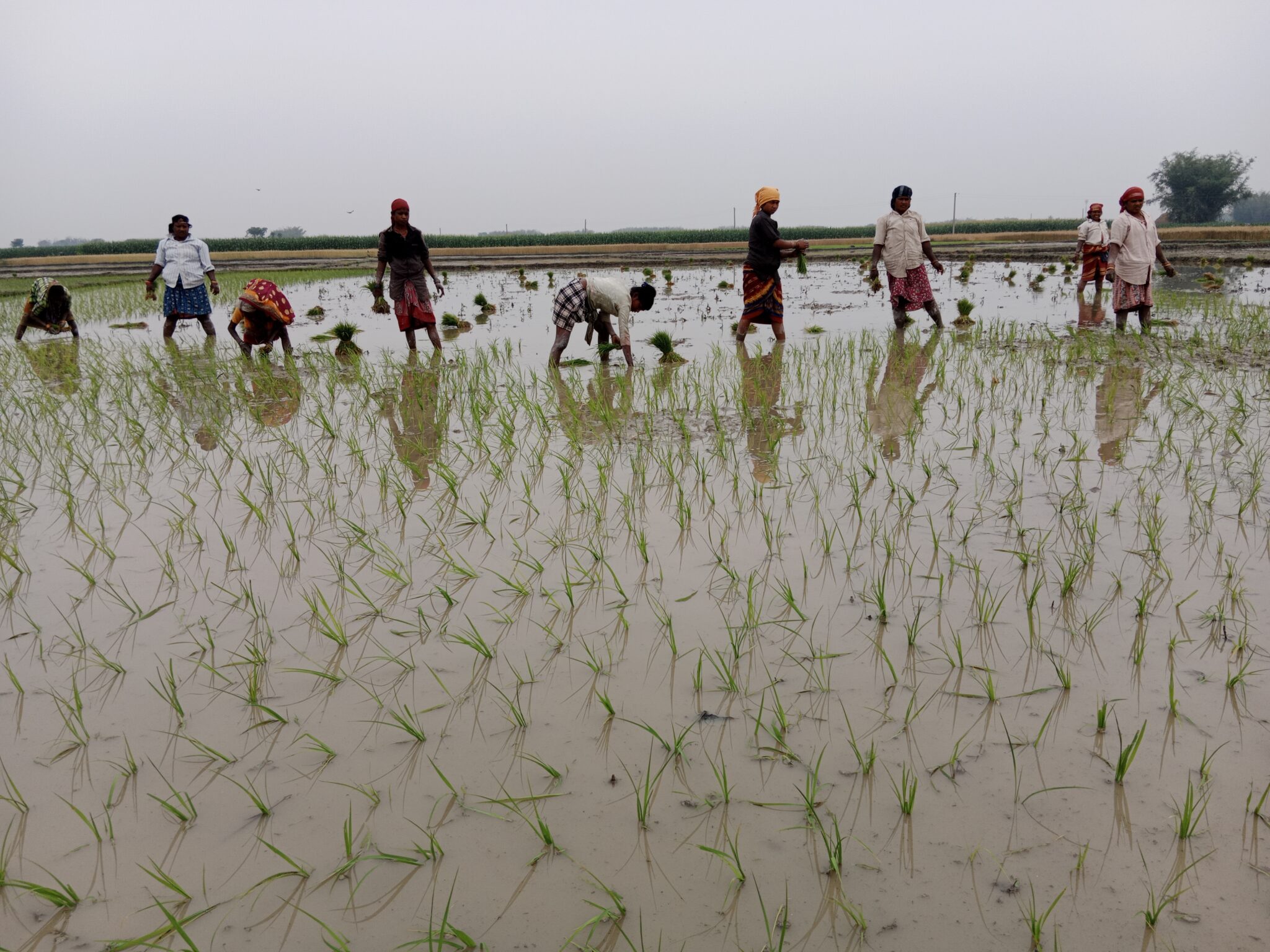 The 10 Best Rice Fertilizers to Increase Paddy Yield