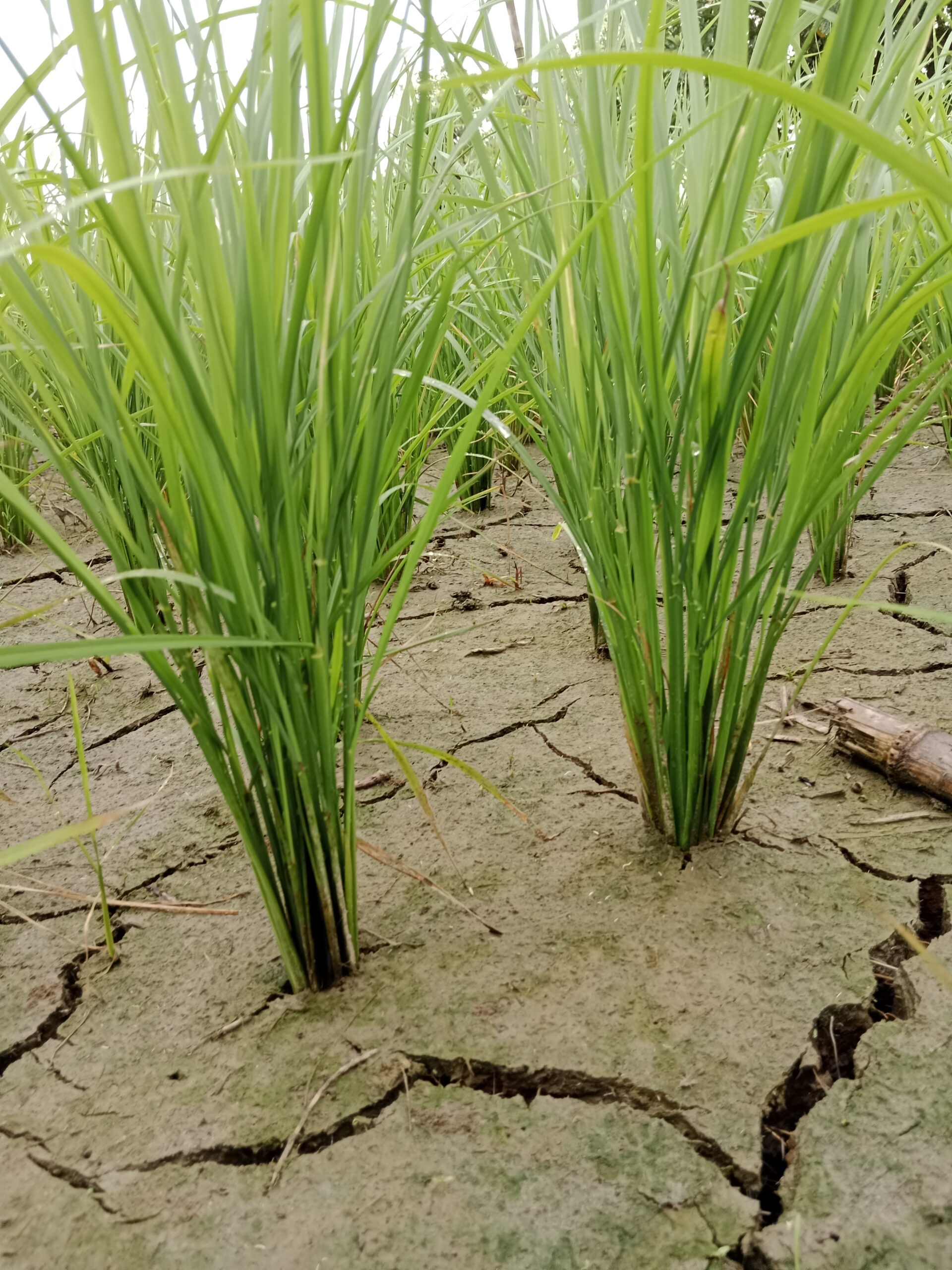 The 10 Best Rice Fertilizers to Increase Paddy Yield