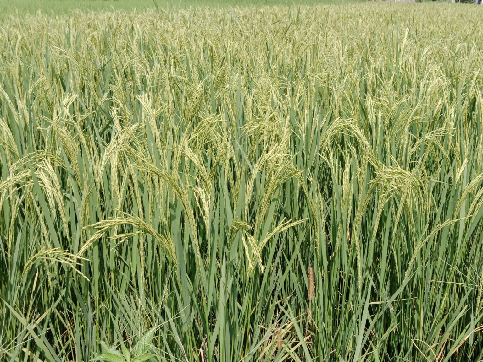 The 10 Best Rice Fertilizers to Increase Paddy Yield