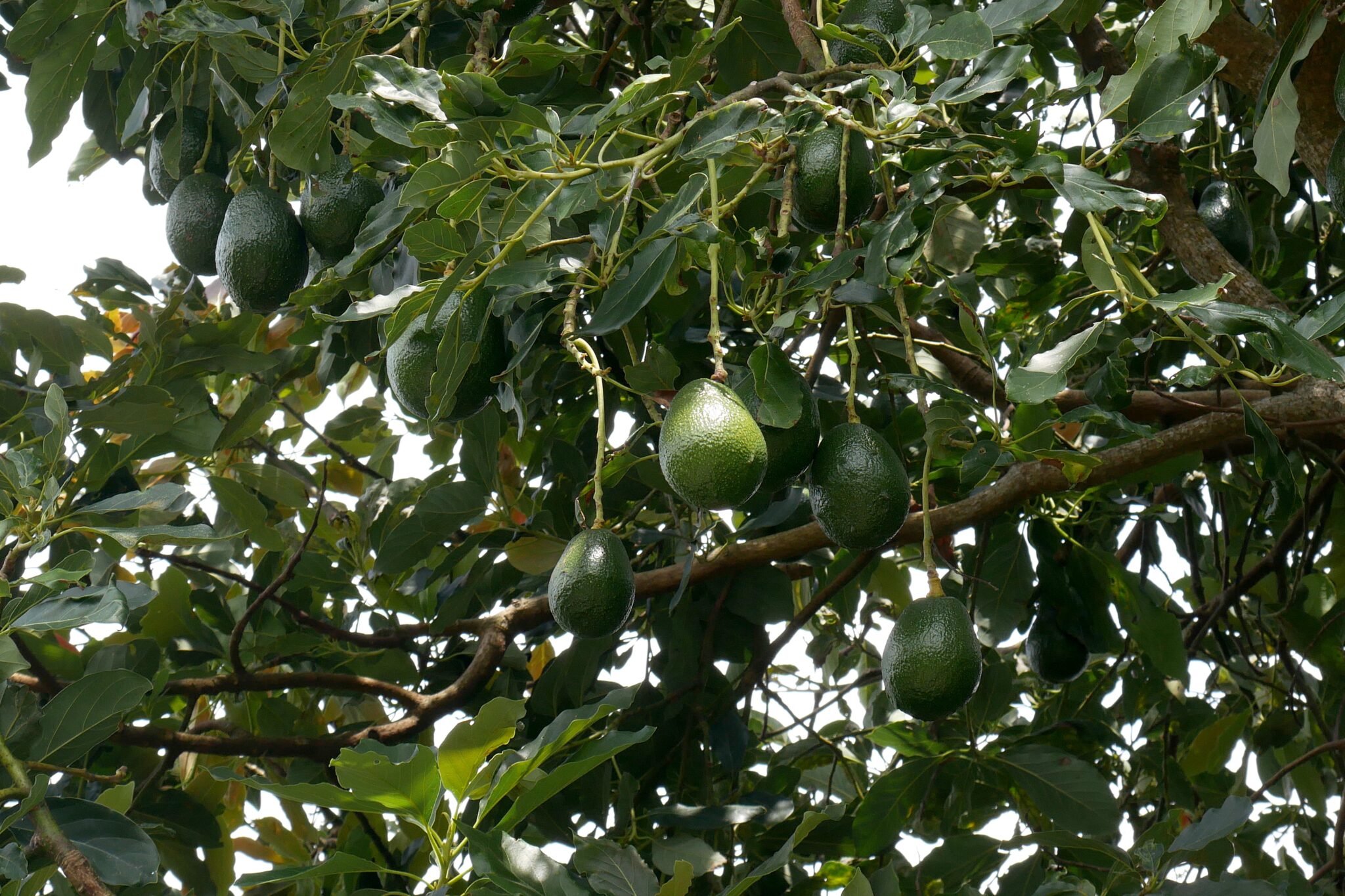 5 Major Causes of Avocado Fruit Drop.