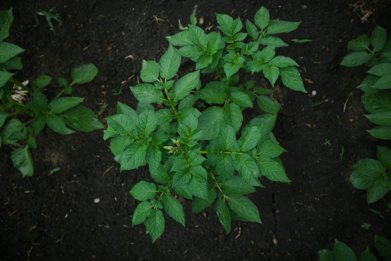 Potato Fertilizer Schedule To Boost Production.