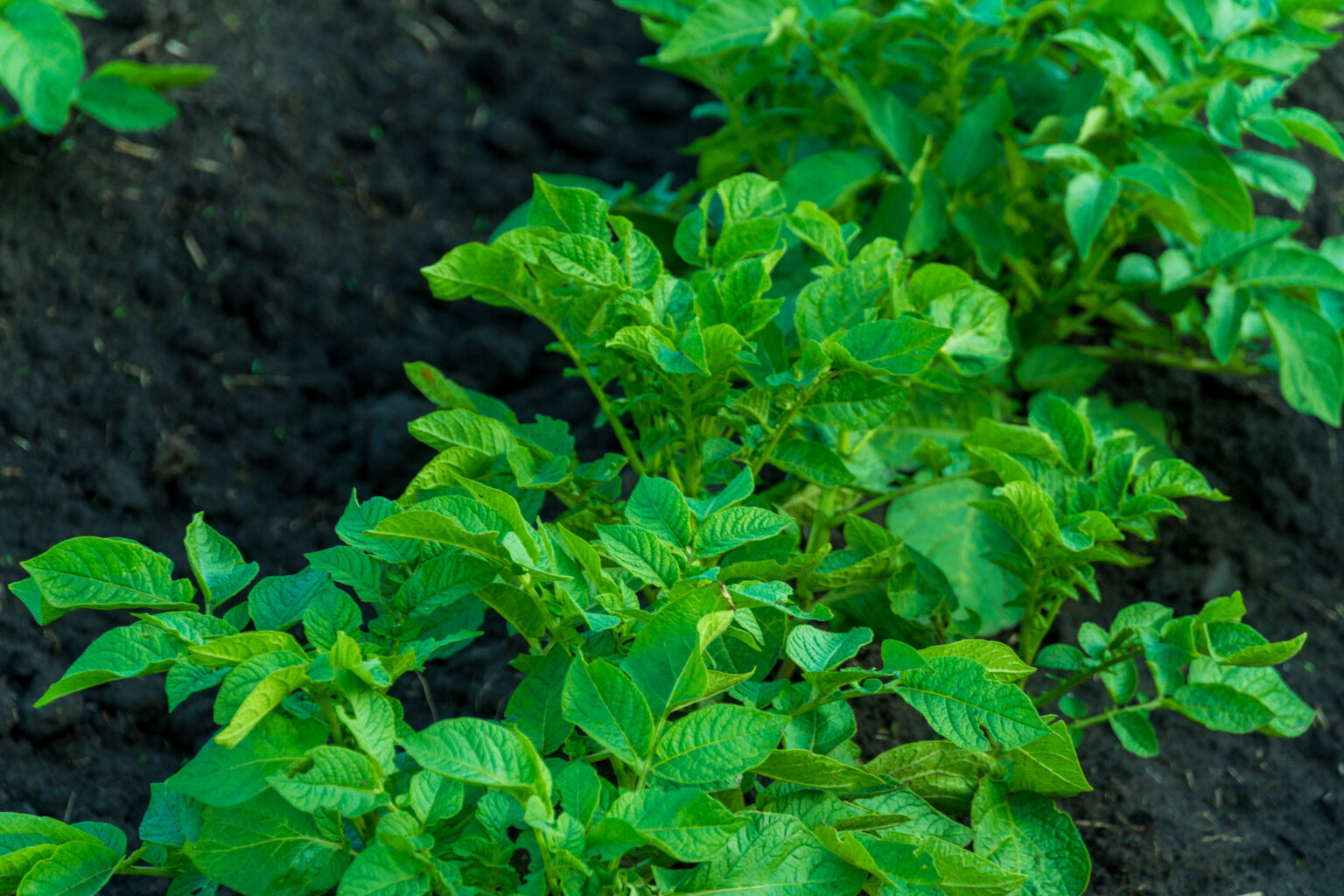 Potato Fertilizer Schedule To Boost Production.