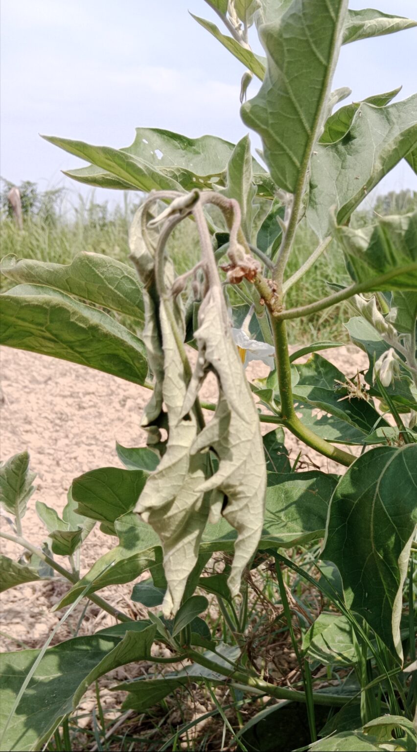 Brinjal Shoot and Fruit Borer Management Strategies.