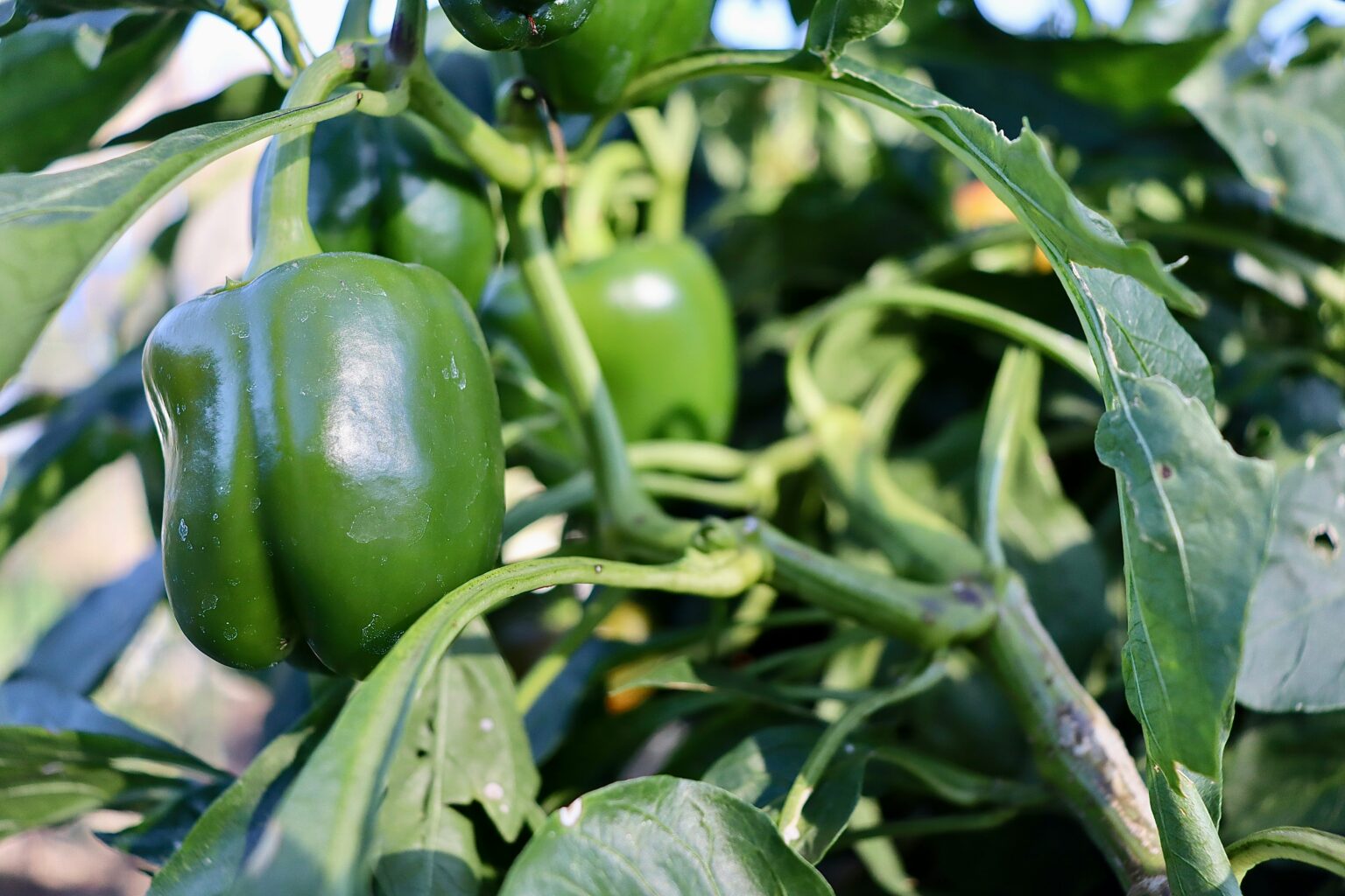 What are the 8 best fertilizer for Capsicum?