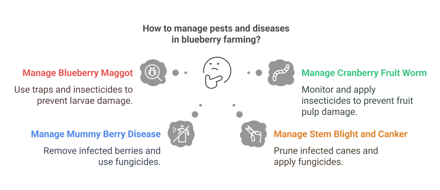 The Ultimate Guide to Blueberry Farming.