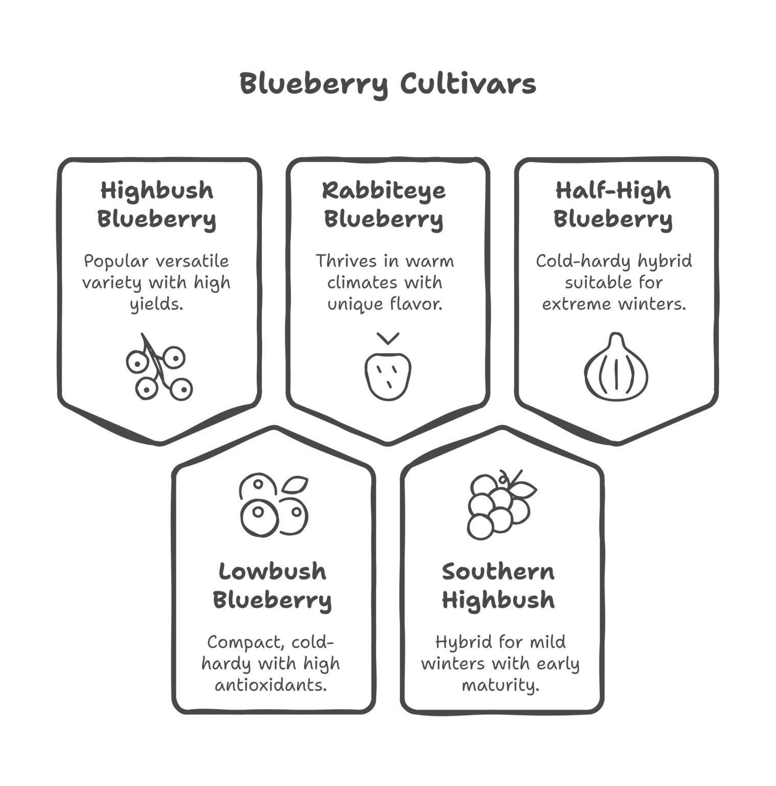 The Ultimate Guide to Blueberry Farming.