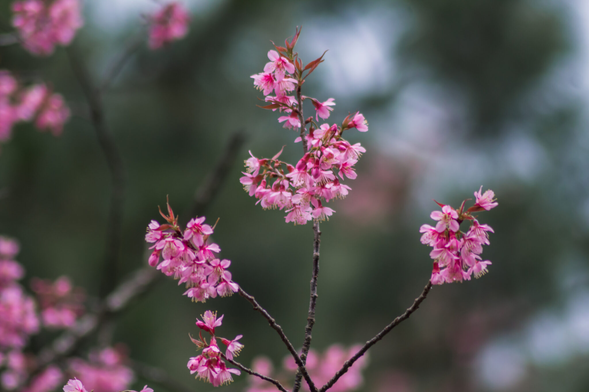 Cherry Farming: A Comprehensive Guide to Beginners.
