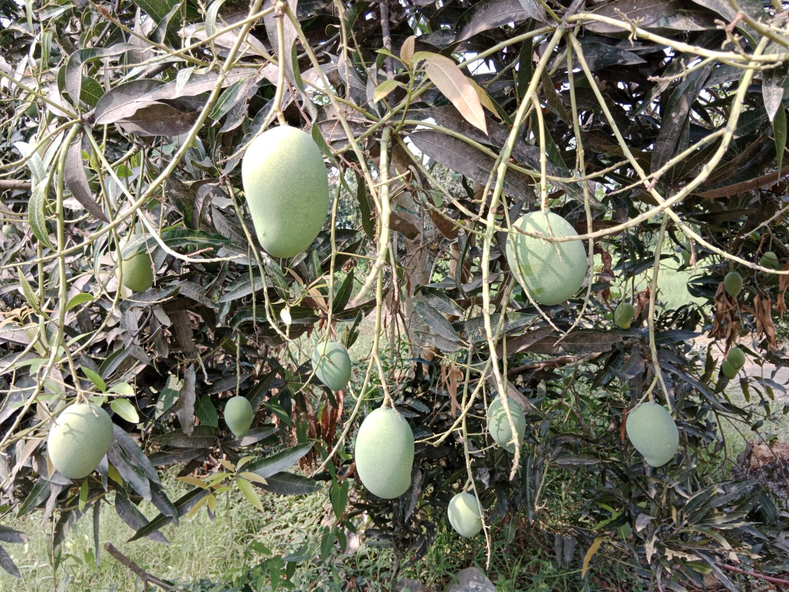 Mango Cultivation: Comprehensive Guide for Beginners.