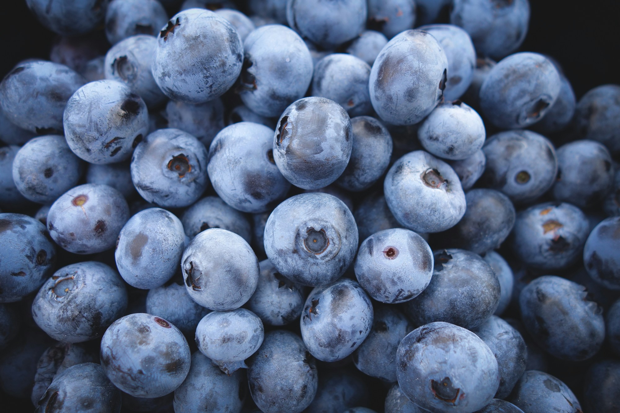 The Ultimate Guide to Blueberry Farming.
