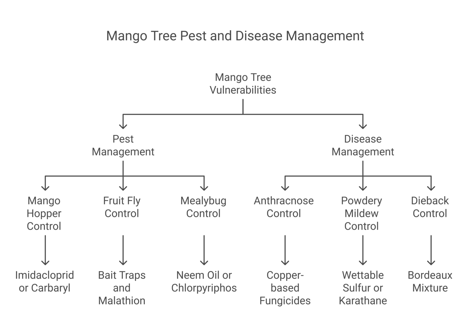 Mango Cultivation: Comprehensive Guide for Beginners.