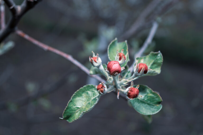 Apple Farming: A Complete Guide to Beginners.