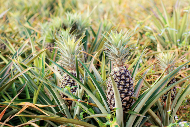 Pineapple Farming: A Comprehensive Guide for Beginners.