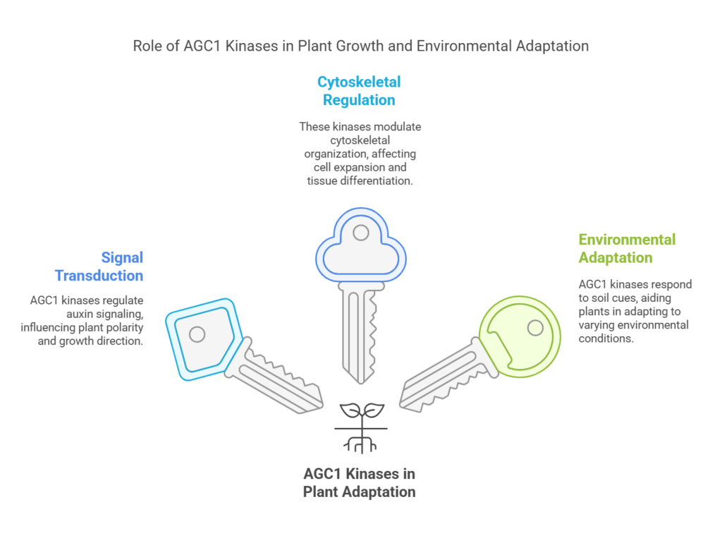 Developmental Adaptations for Plant Growth in Soil: Regulated by AGC1 ...