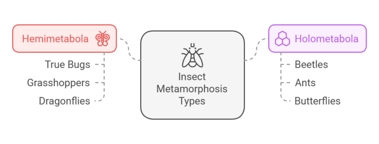 Insect Metamorphosis: Mechanisms, Types, and Ecological Implications.