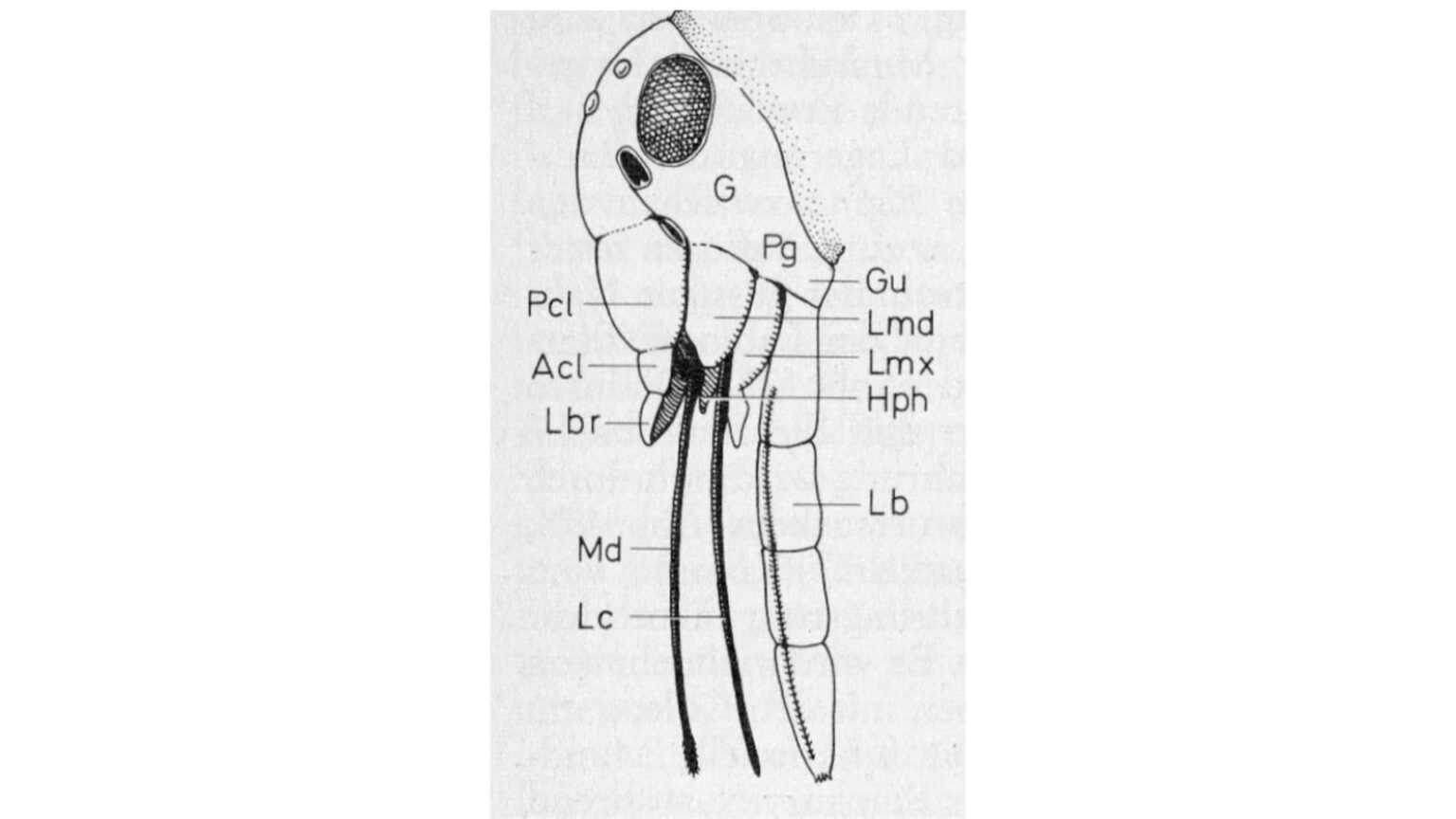 Piercing-Sucking Mouthparts: Structure, Mechanisms, and Adaptations