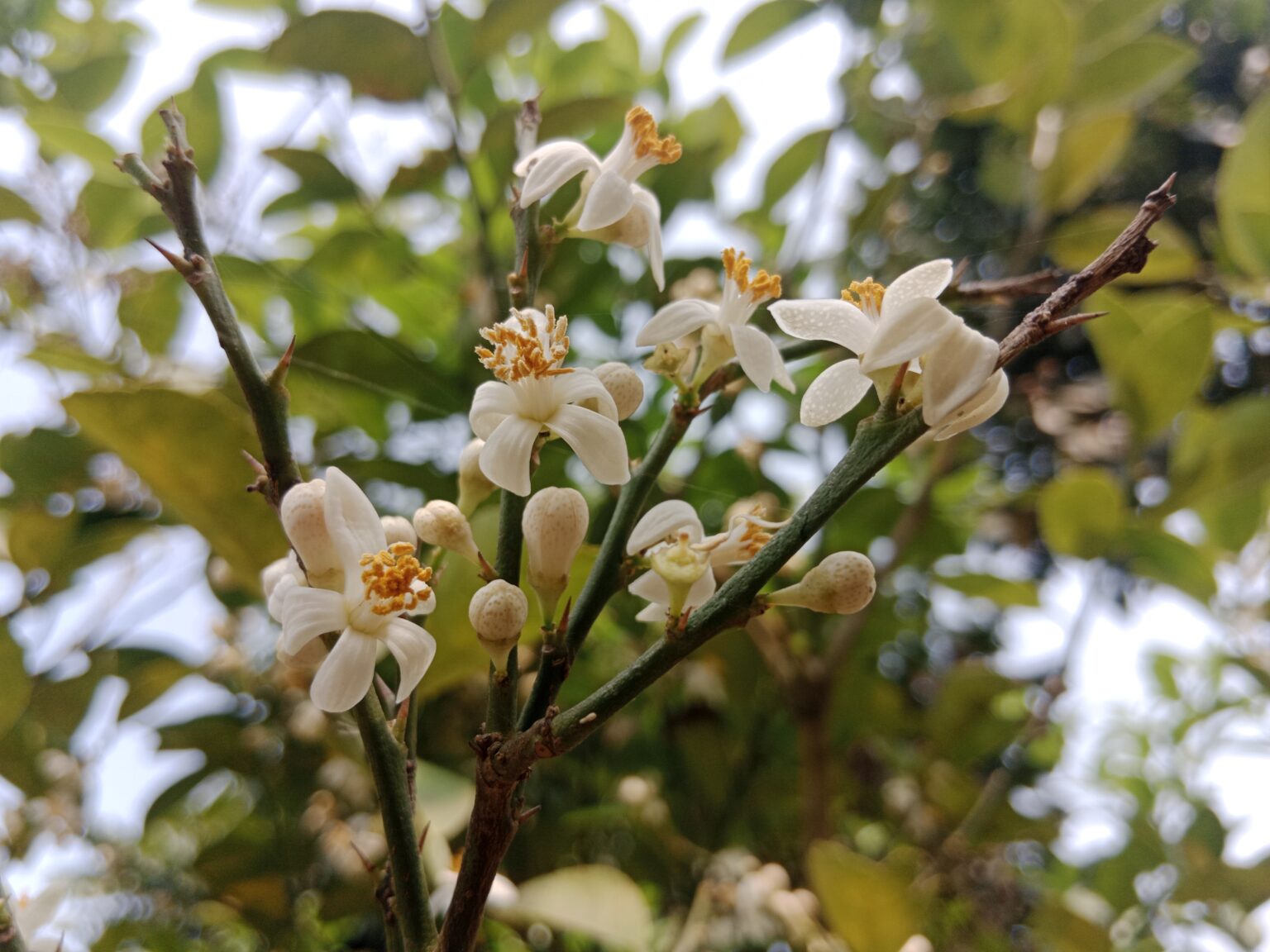 11 Interesting Facts About Lemon Flowers