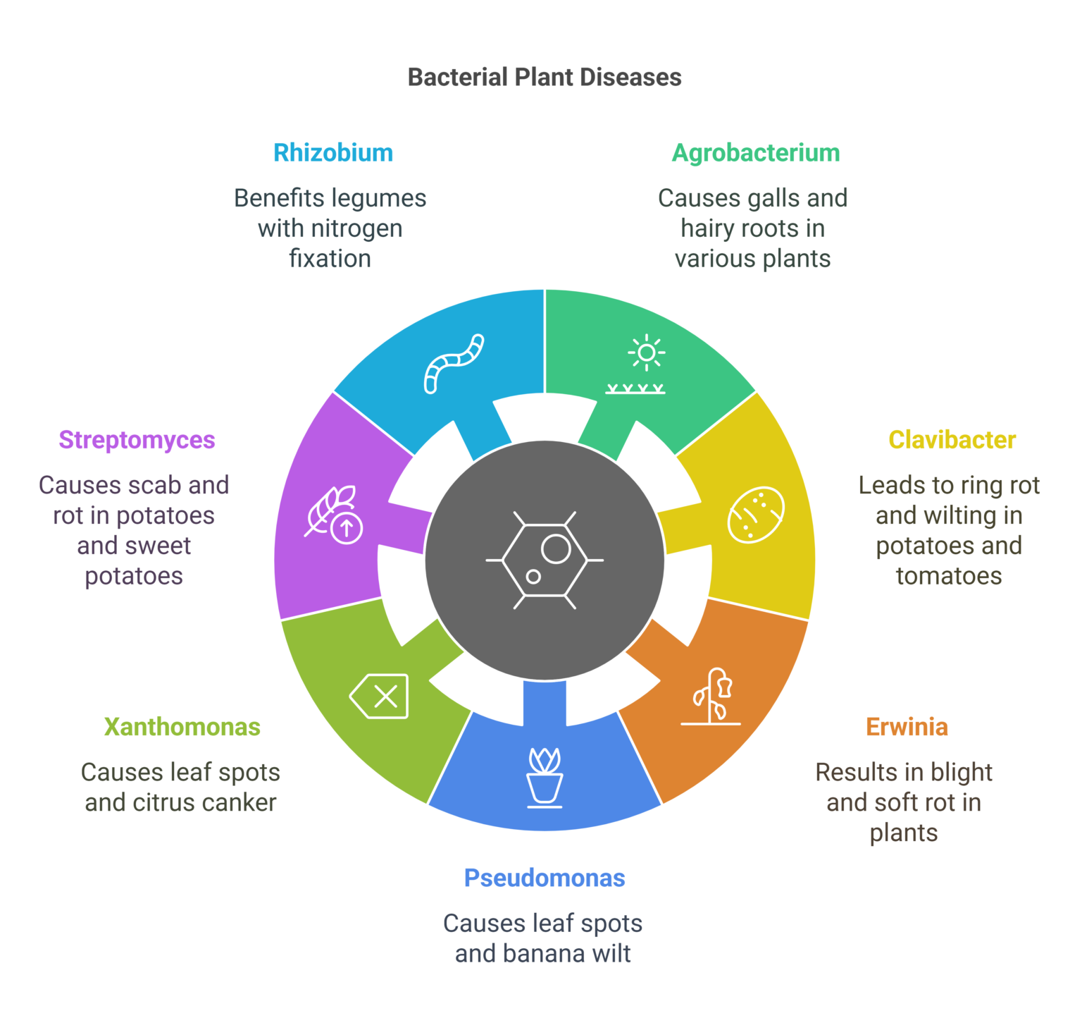 Bacterial Diseases in Plants: Symptoms, Structure, and Strategies for ...