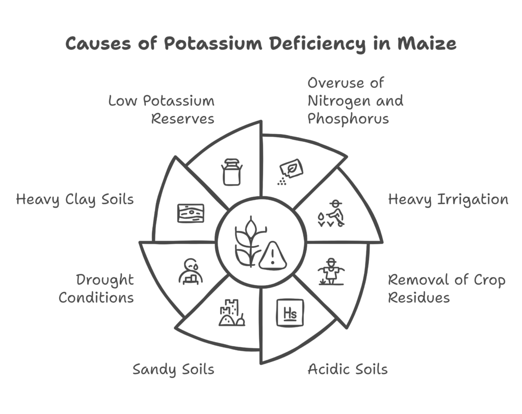 Managing Potassium Deficiency in Maize