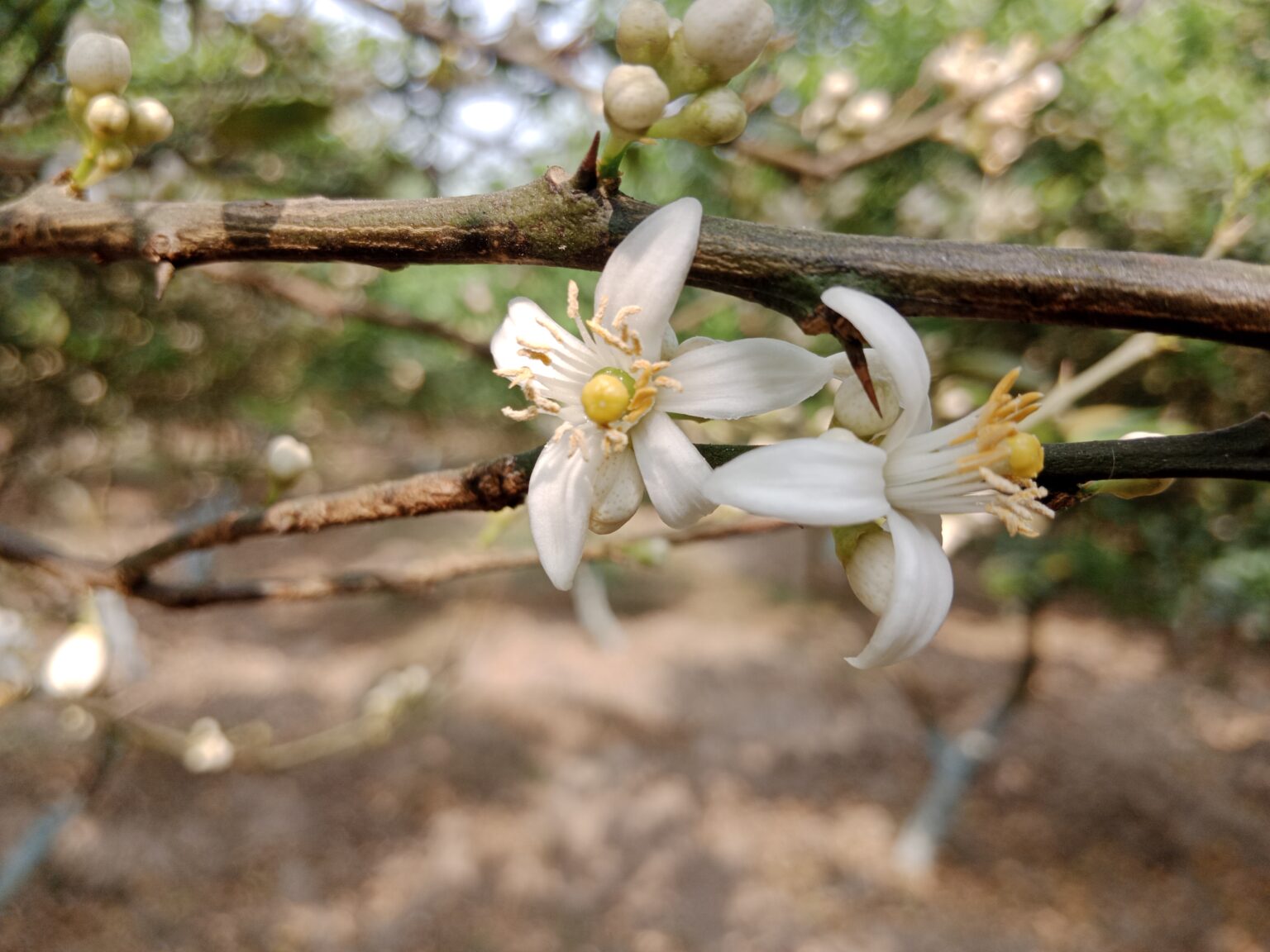 11 Interesting Facts About Lemon Flowers