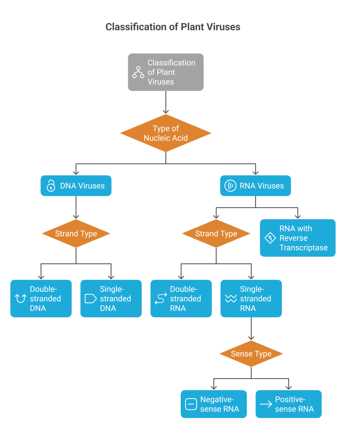 How do plant viruses enter and infect host cells?