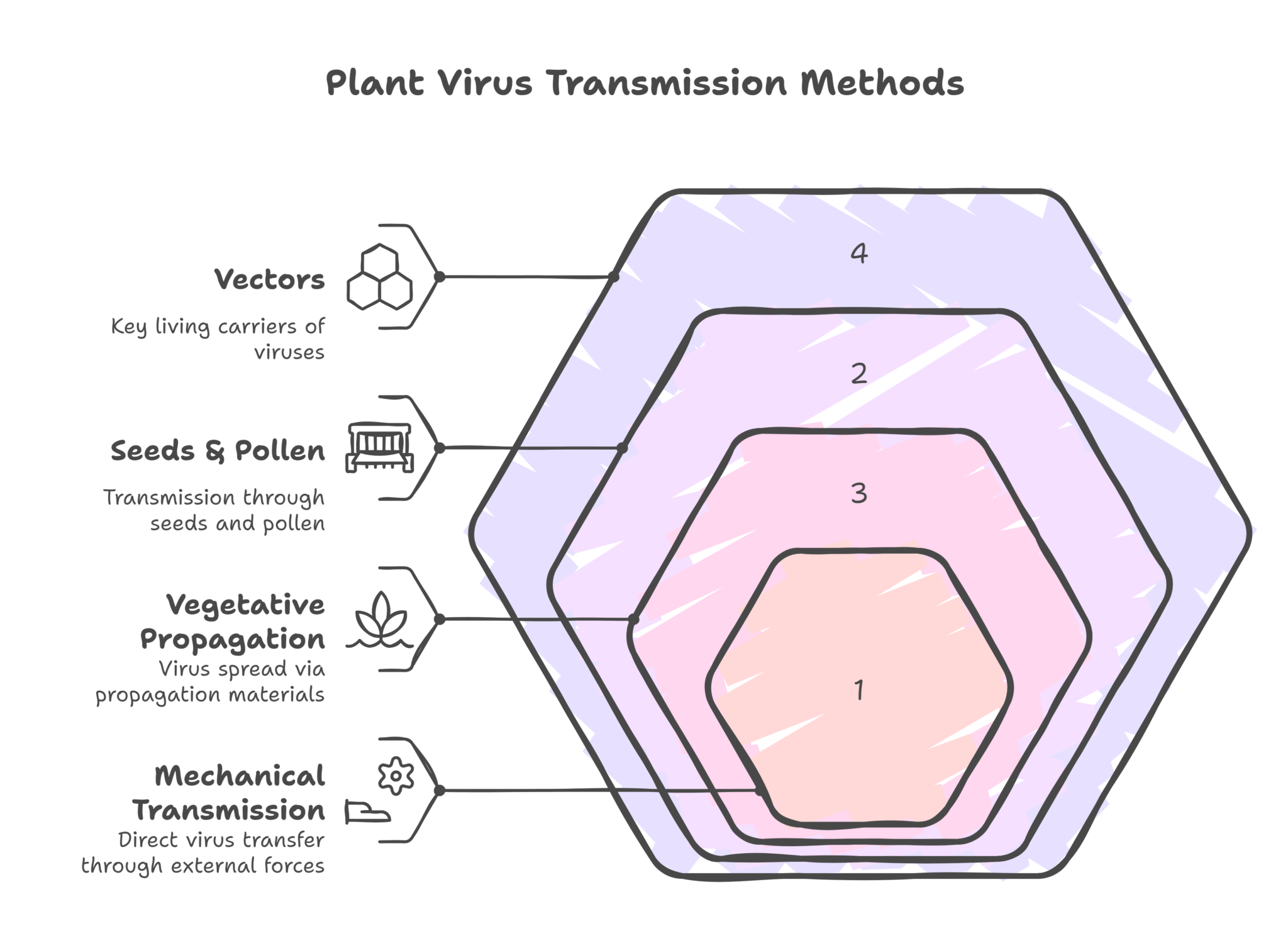 How do plant viruses enter and infect host cells?