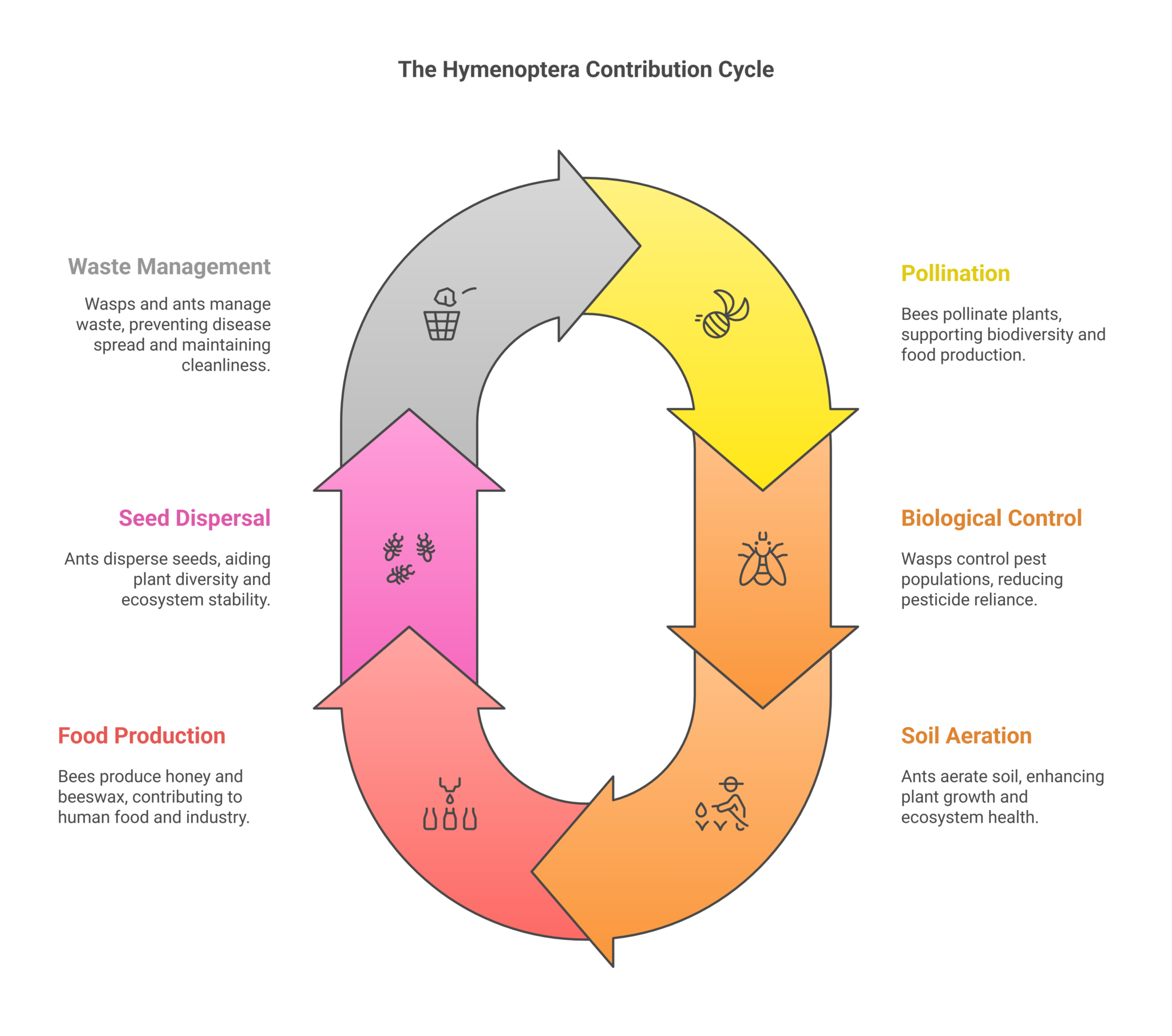 Identification of Hymenoptera: Bees, Wasps, Ants, and Sawflies