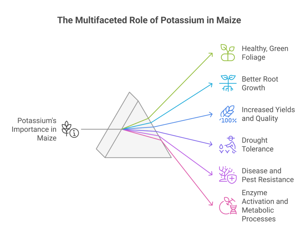 Managing Potassium Deficiency in Maize