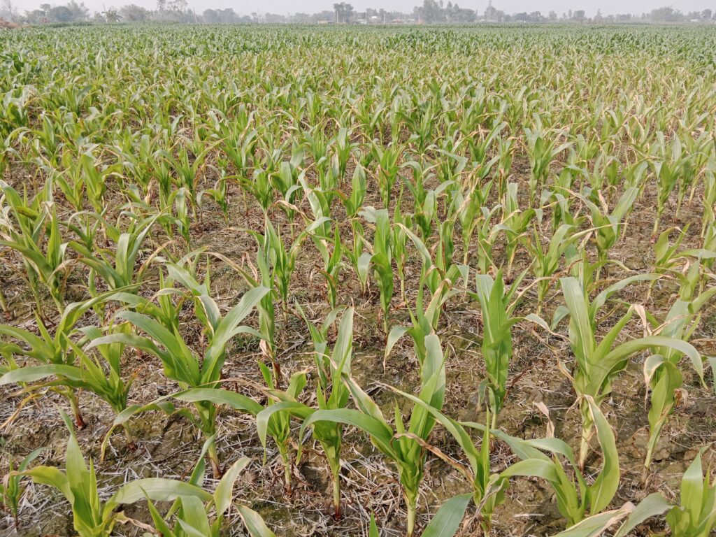 Managing Potassium Deficiency in Maize