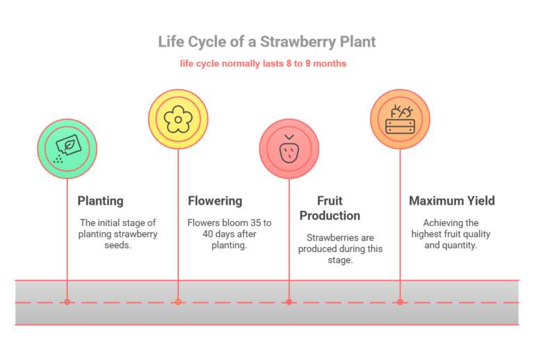 Strawberry Farming Profit Per Hectare