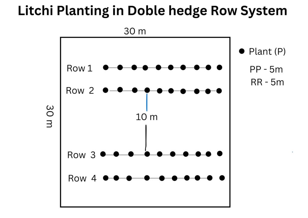 Comprehensive Guide to Litchi Cultivation: Planting to Harvesting