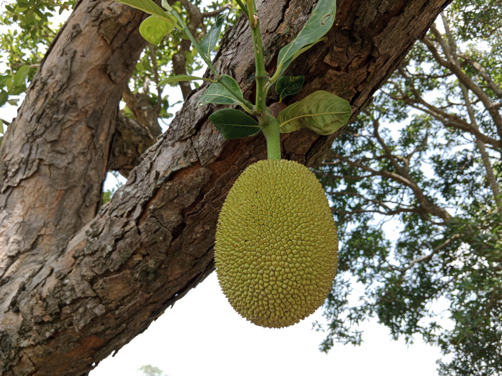 Comprehensive Guide to Jackfruit Cultivation