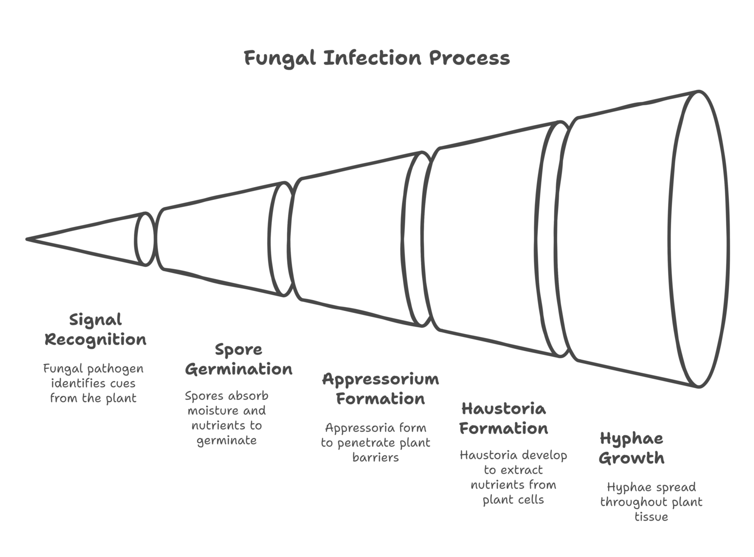 Fungal Infections in Plants: Mechanisms, Symptoms, and Control