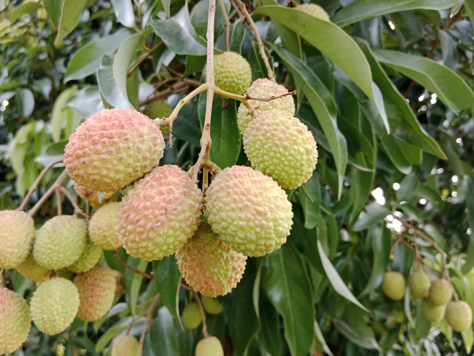 Comprehensive Guide to Litchi Cultivation: Planting to Harvesting