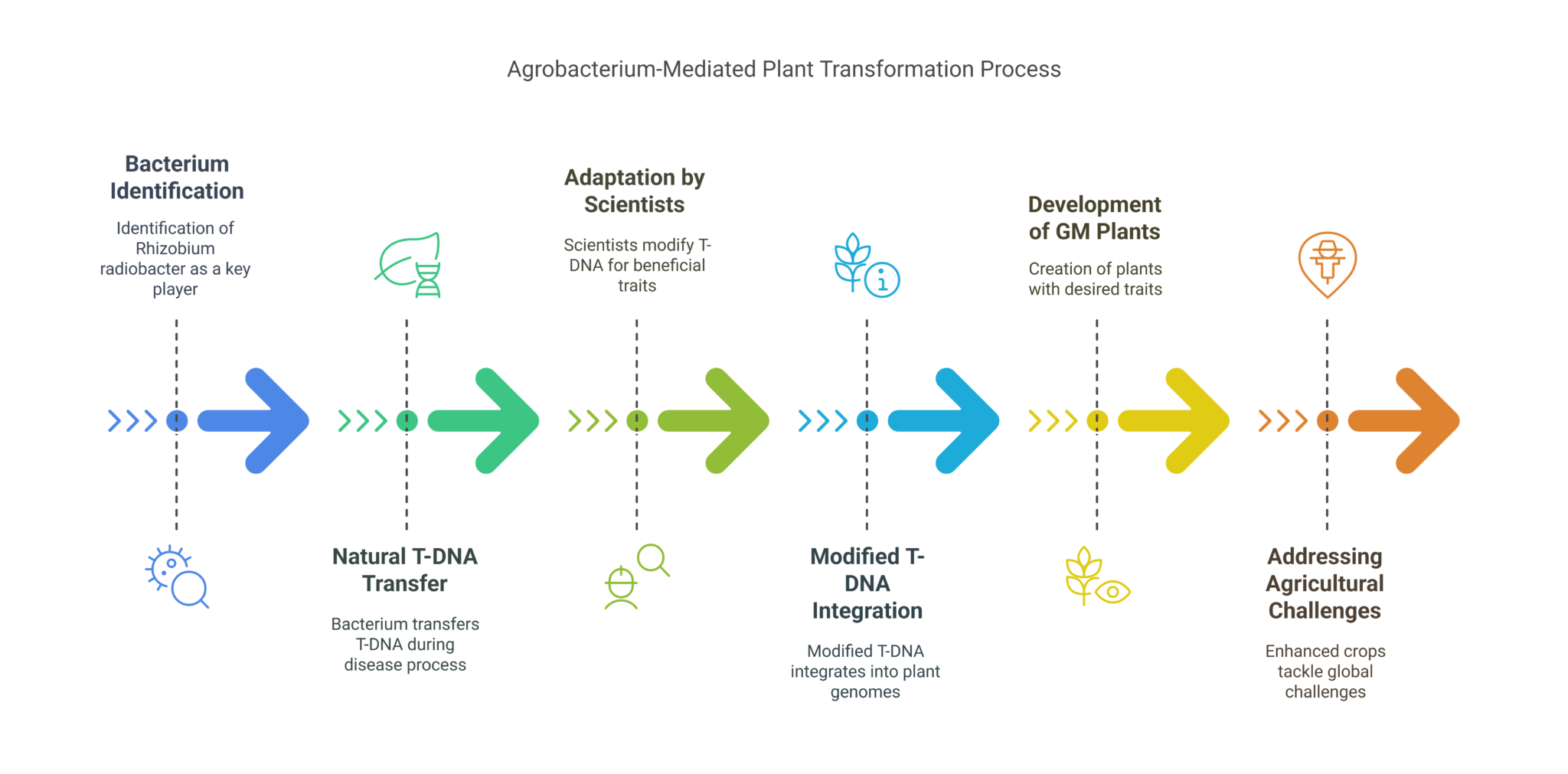 Understanding Agrobacterium-Mediated Plant Transformation