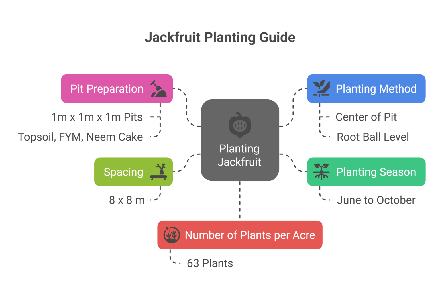 Comprehensive Guide to Jackfruit Cultivation