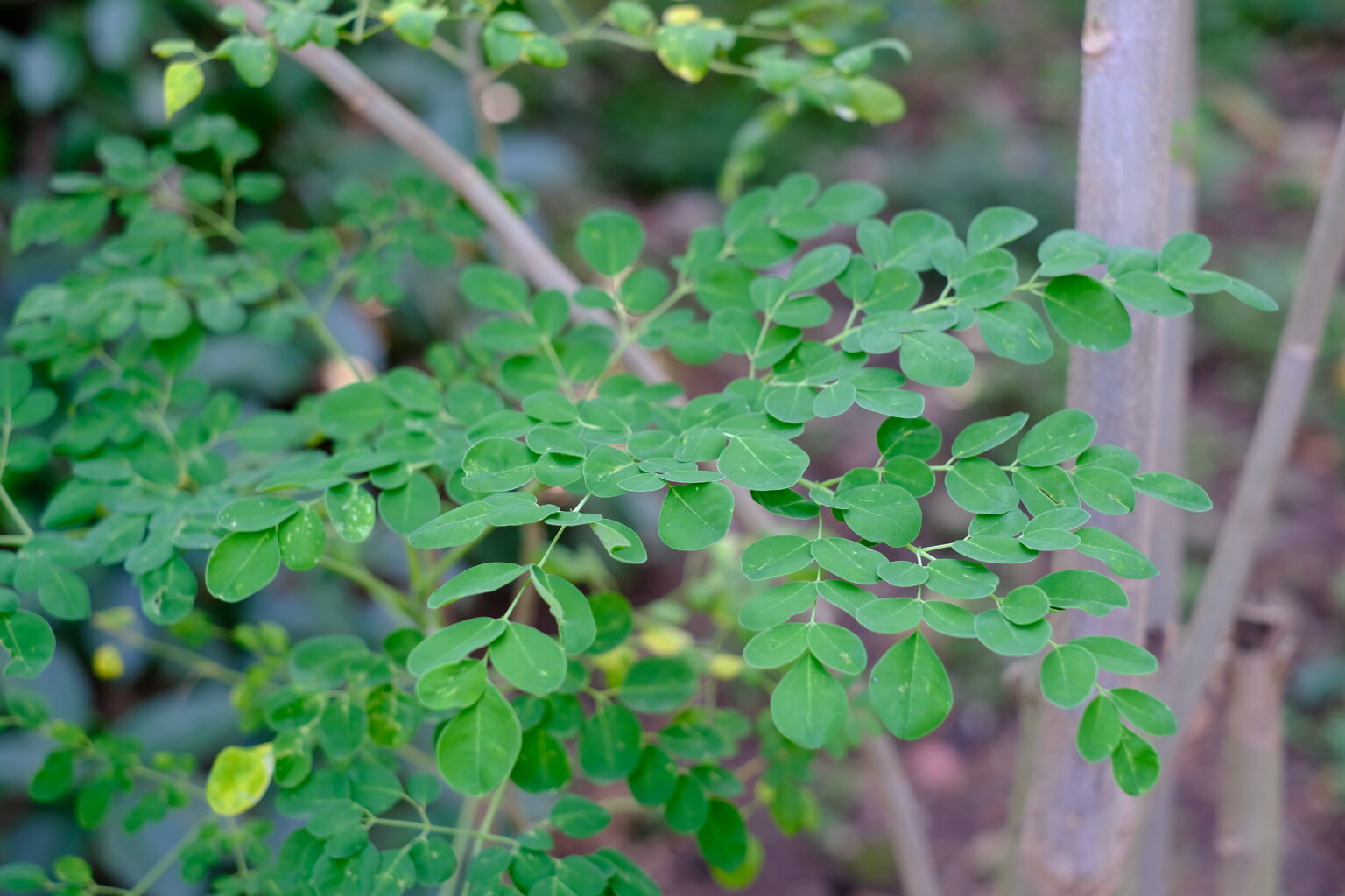 Moringa / Drumstick farming profit per acre