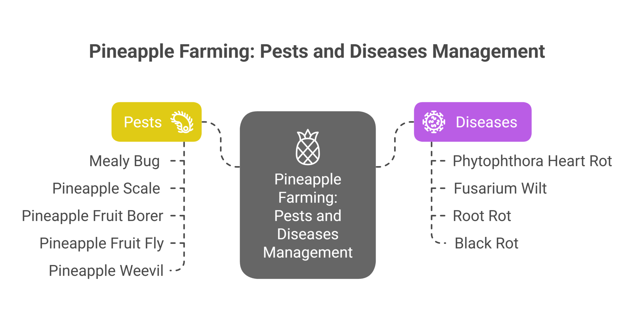 Comprehensive Pineapple Cultivation Guide