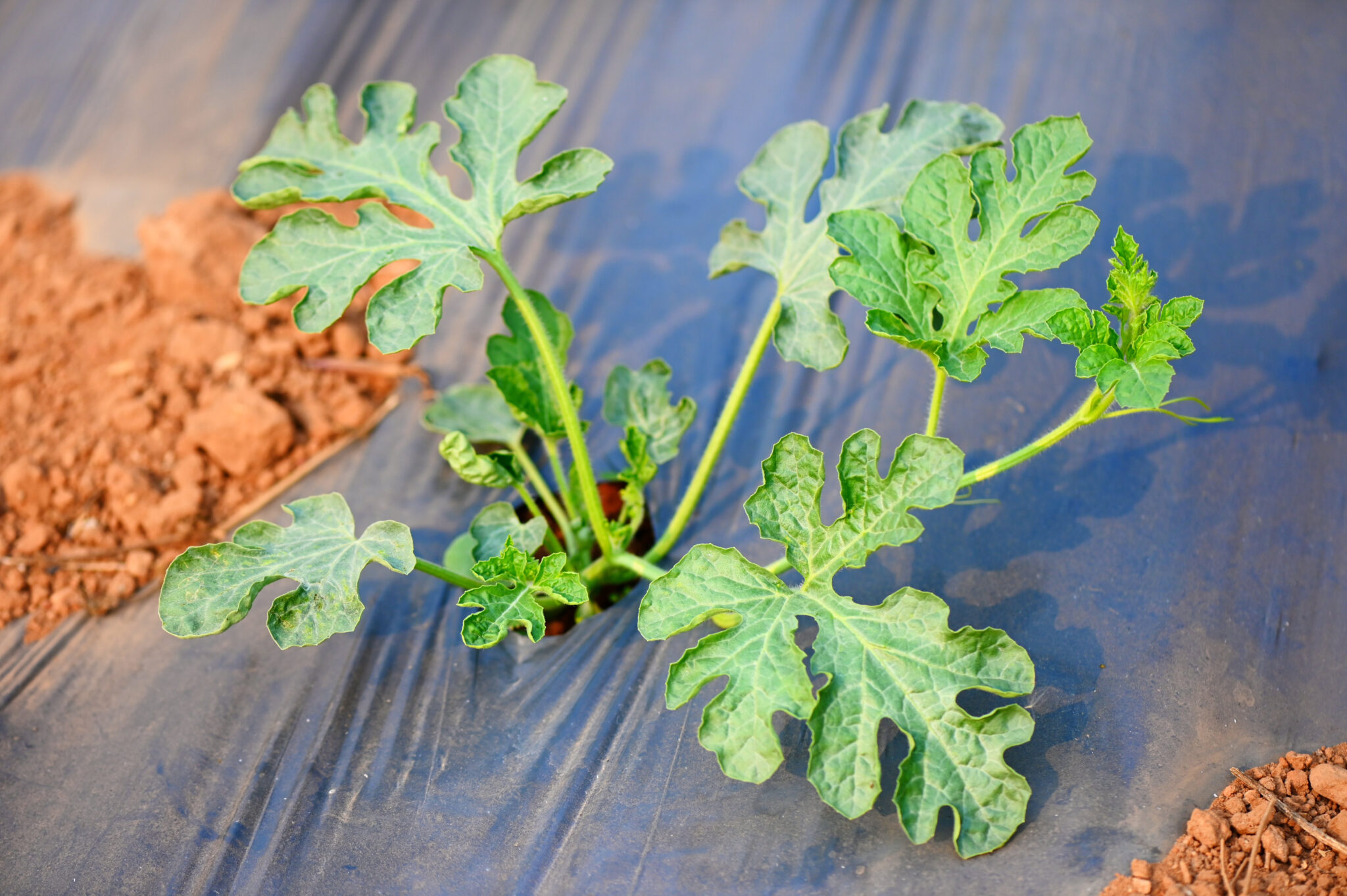 Watermelon Farming Profit Per Acre