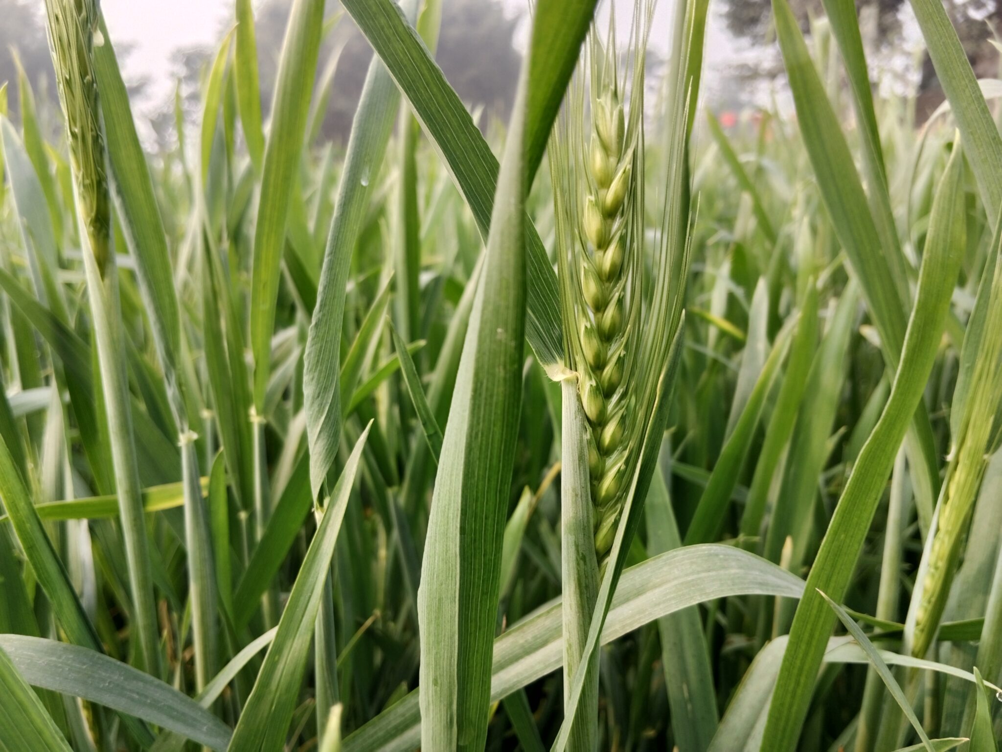 Wheat Farming Profit Per Acre