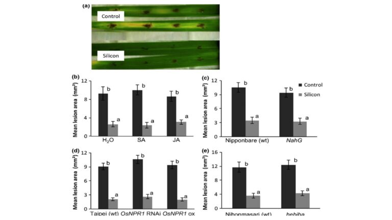 PLANT, ROOT SYMBIONTS & SILICON INTERACTIONS IN AGRICULTURE