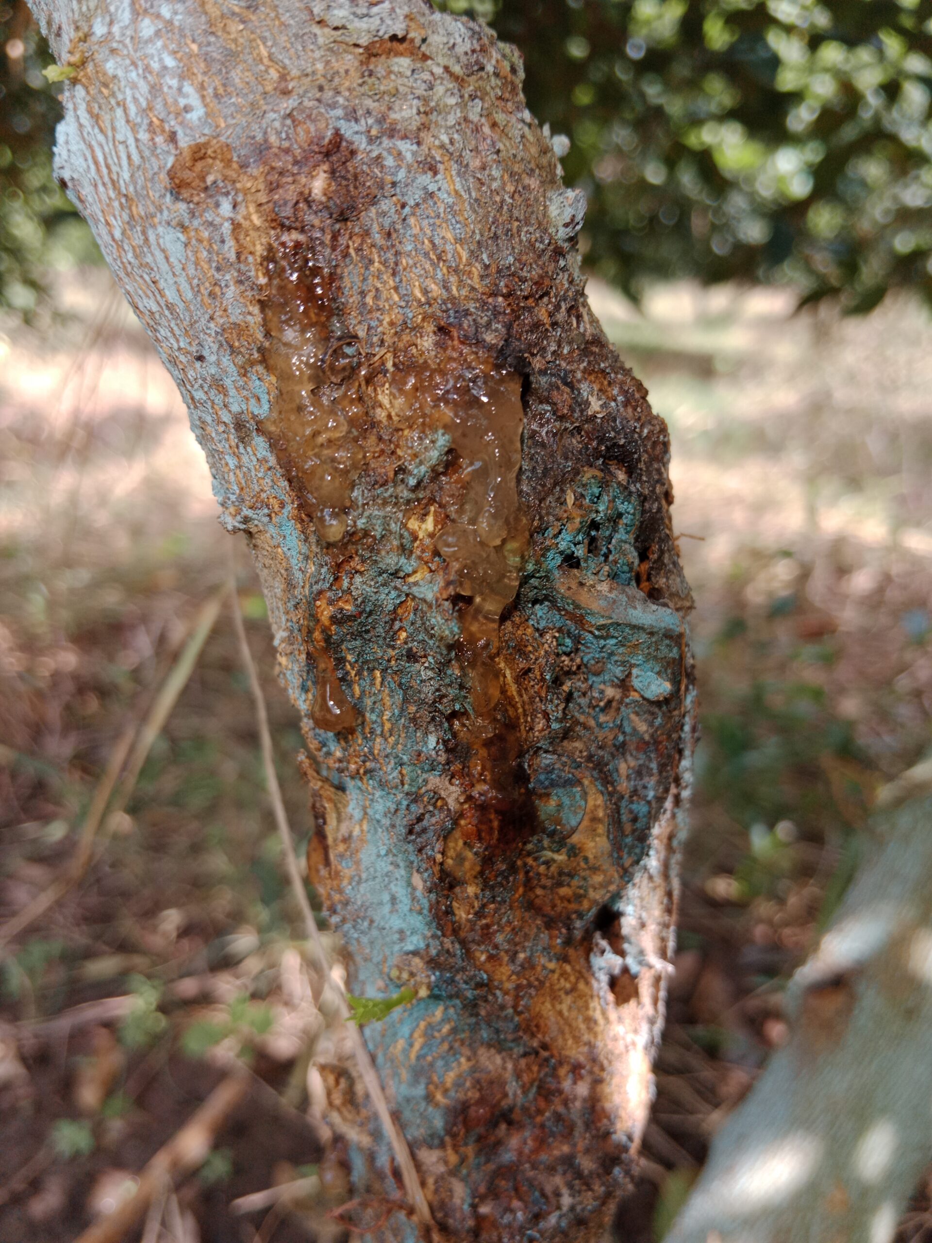 8 Colossal Citrus Pests and Diseases