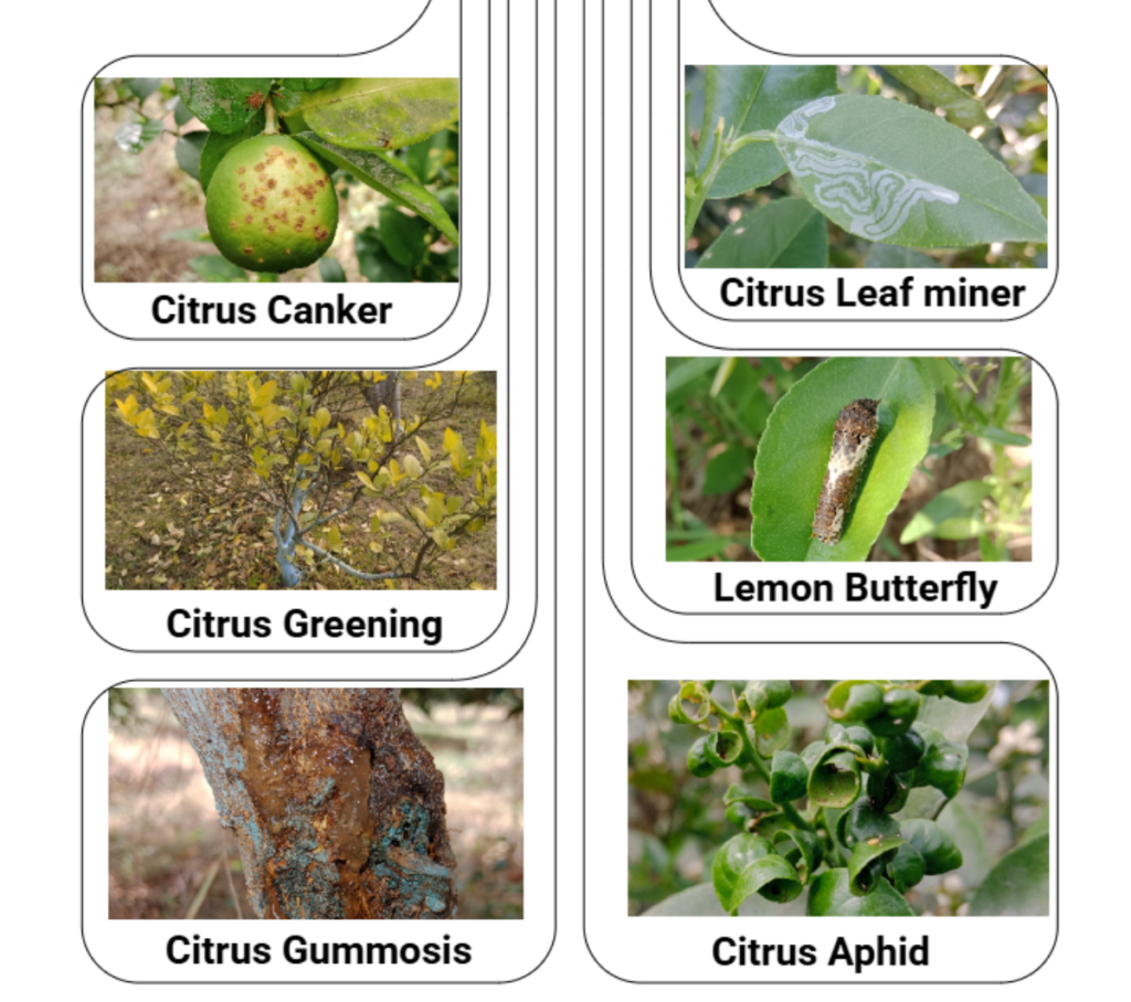 8 Colossal Citrus Pests and Diseases