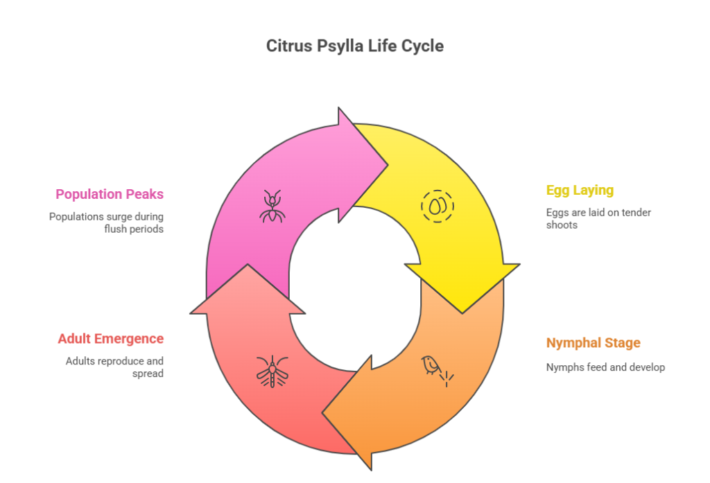 8 Colossal Citrus Pests and Diseases